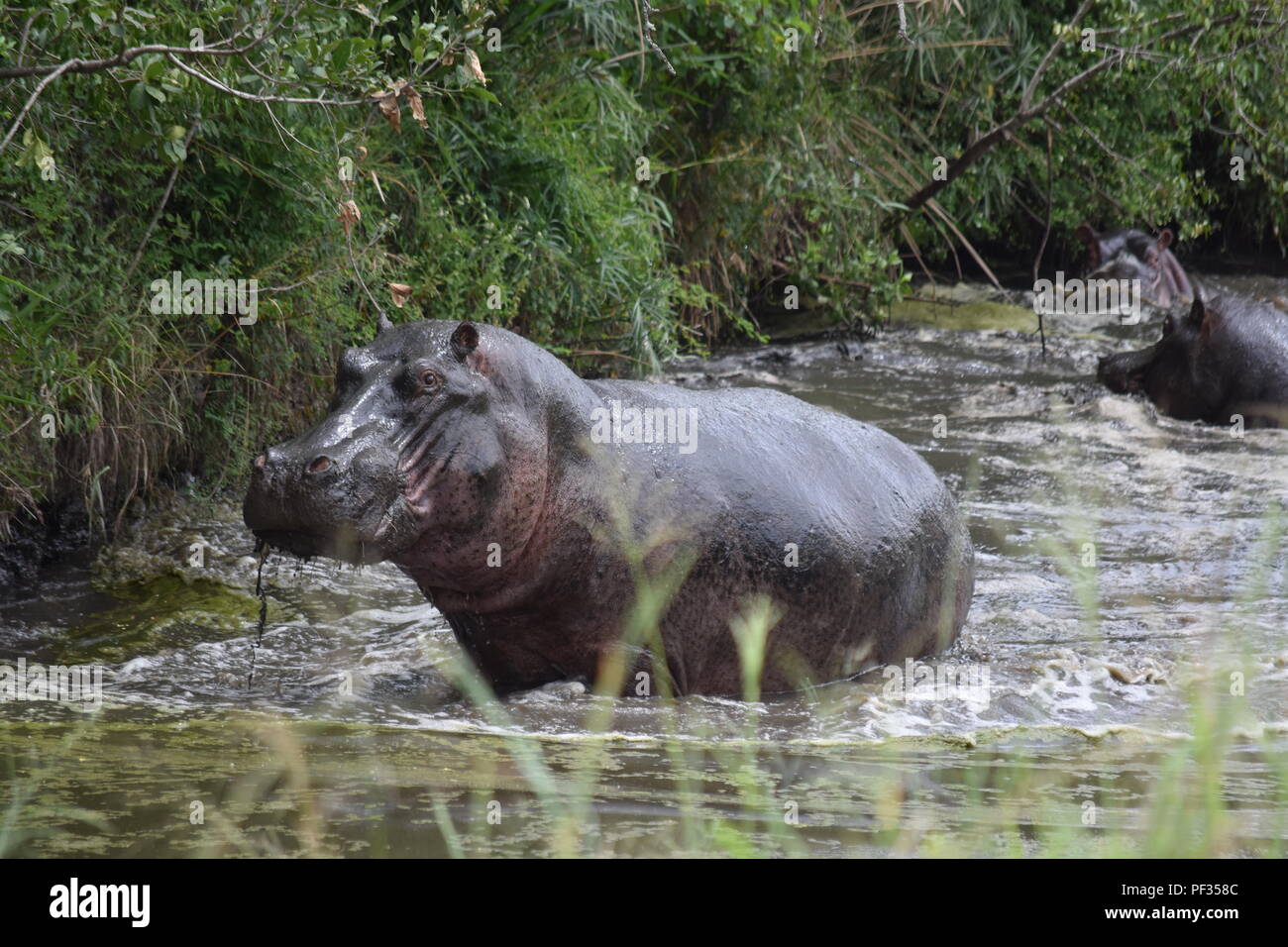 Hippo tour hi-res stock photography and images - Alamy