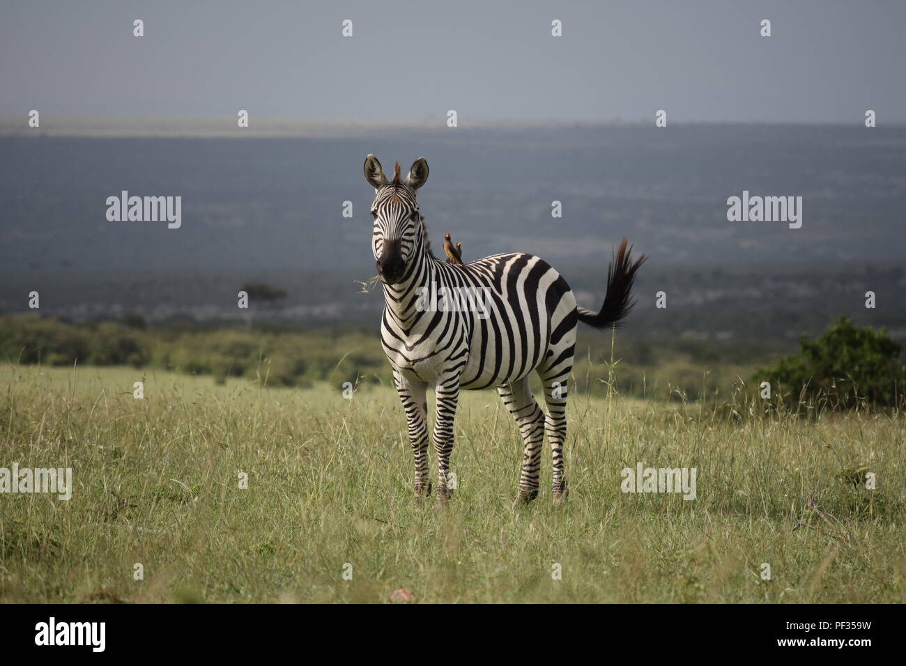 Visit to kenya hi-res stock photography and images - Alamy