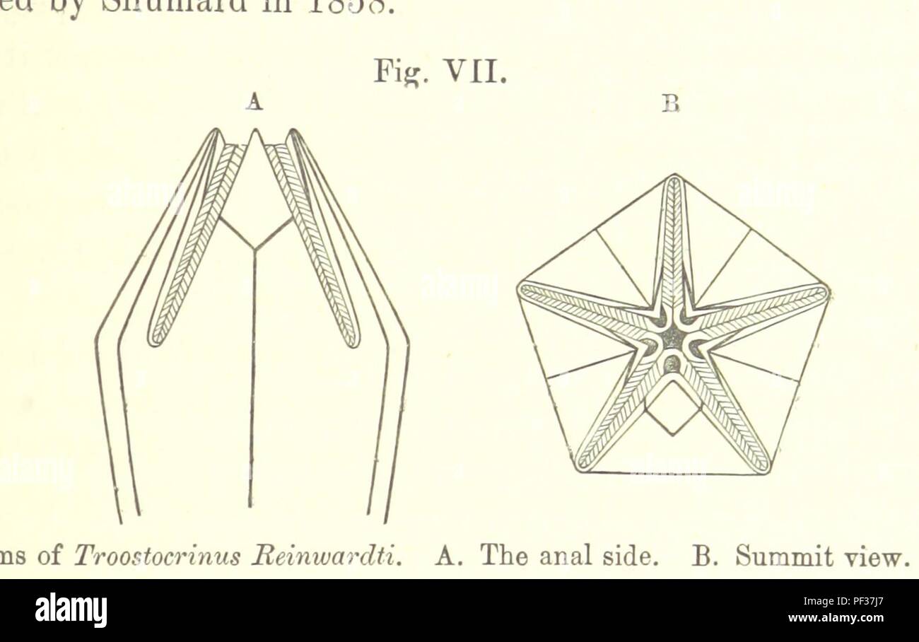 Image from page 213 of 'Catalogue of the Blastoidea in the Geological ...