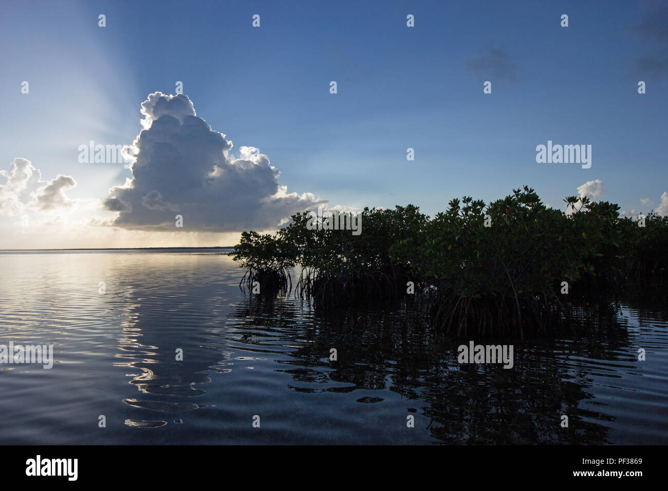 Sun rays and clouds behind the Red Mangroves of Card Sound, Florida ...