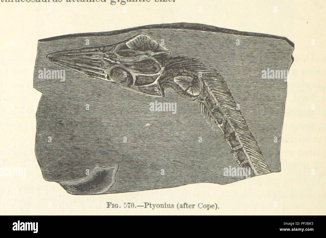 Image from page 418 of 'Elements of Geology A text-book, etc' Stock ...