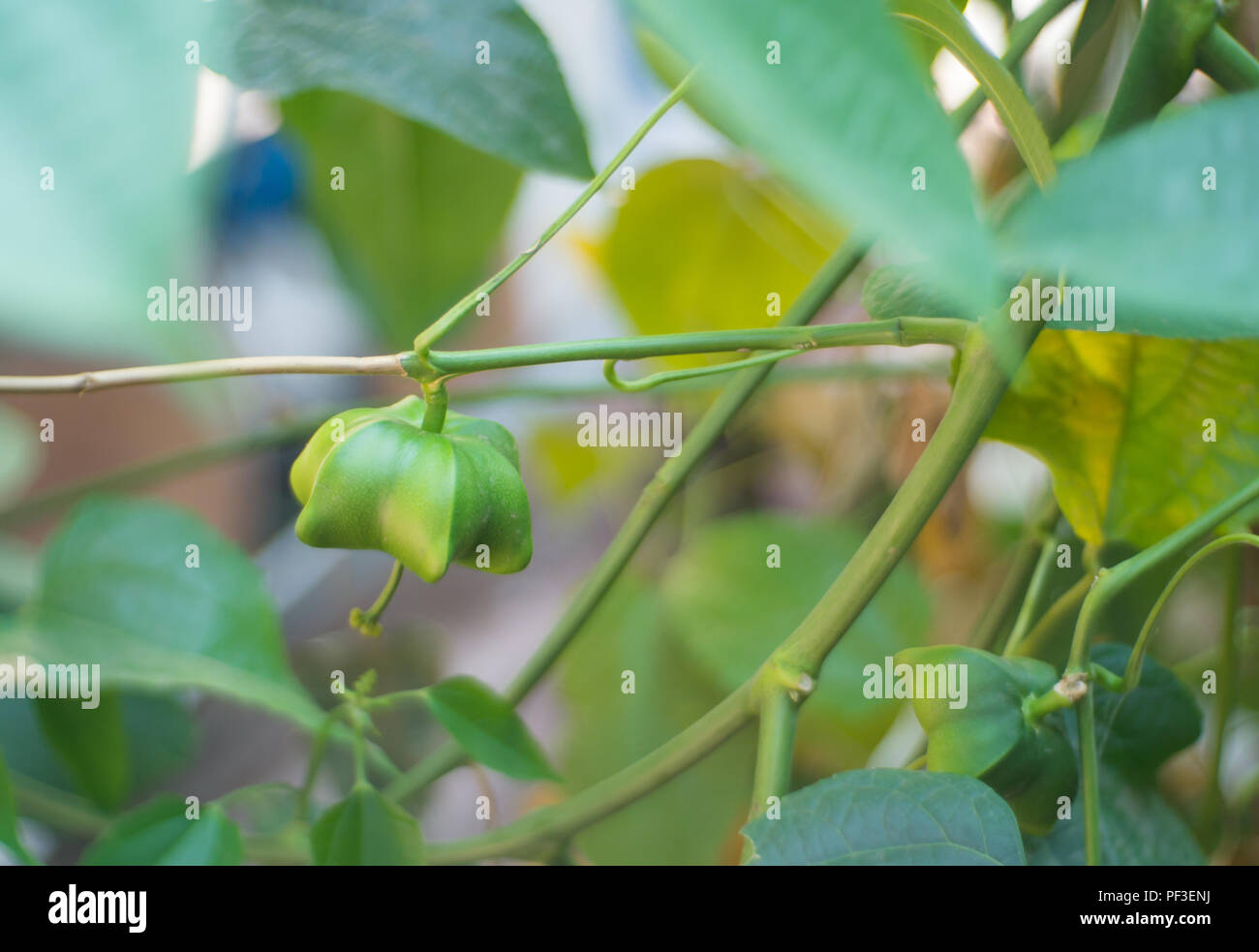 unripe green sacha inchi hanging from a sacha inchi tree Stock Photo ...