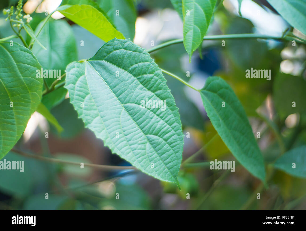 leaf green sacha inchi hanging from a sacha inchi tree Stock Photo - Alamy