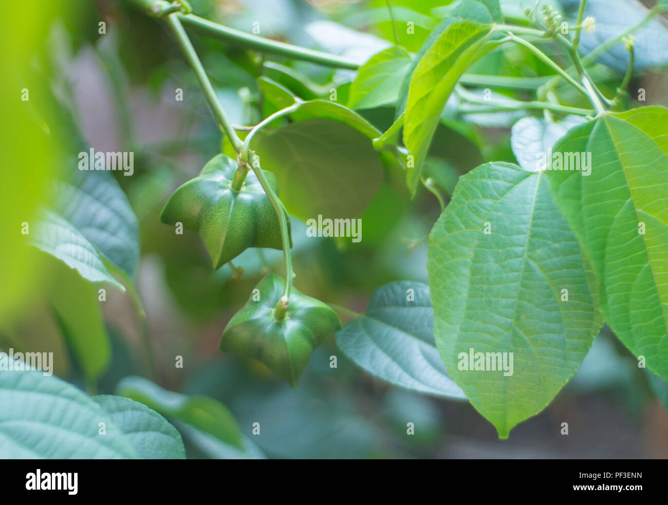 unripe green sacha inchi hanging from a sacha inchi tree Stock Photo ...