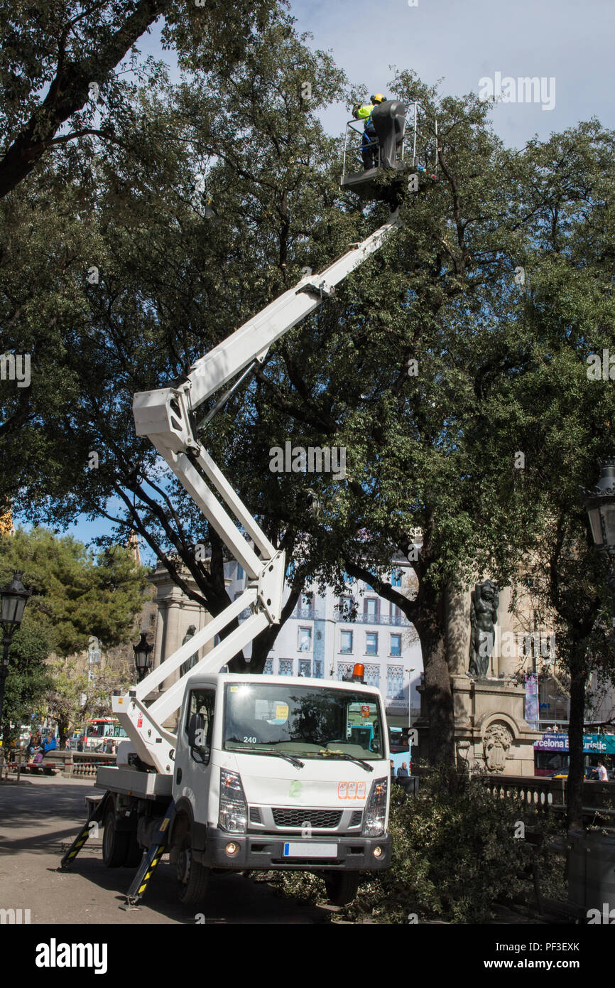 Tree cutter hi-res stock photography and images - Alamy