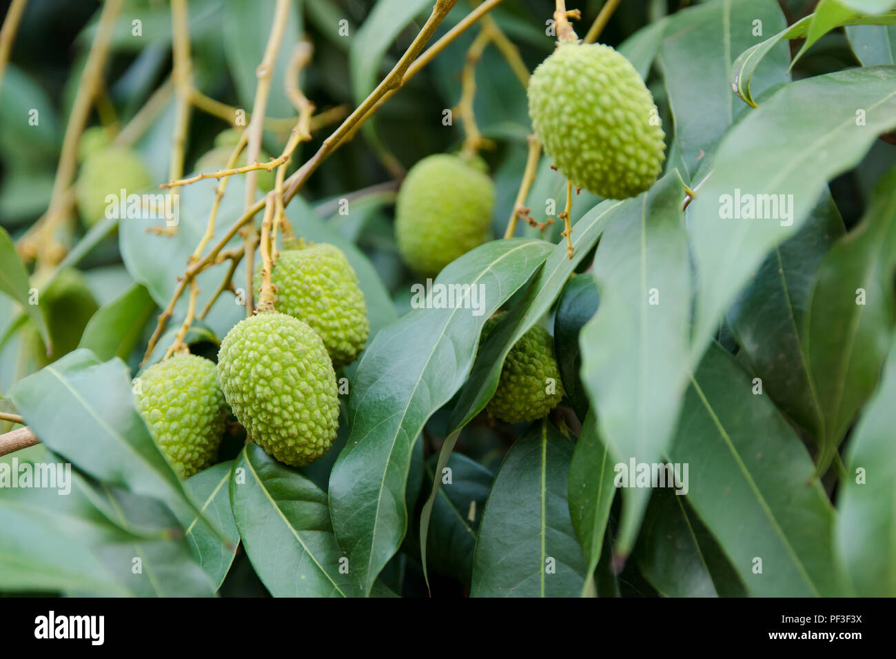 Fresh green lychee hi-res stock photography and images - Alamy