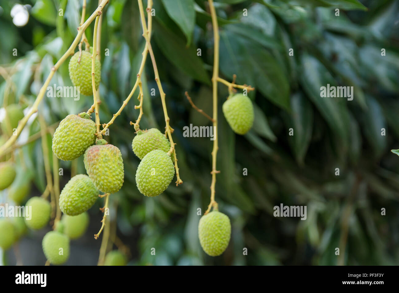 Unripe green lychee hanging from a lychee tree. Fresh green lychee ...