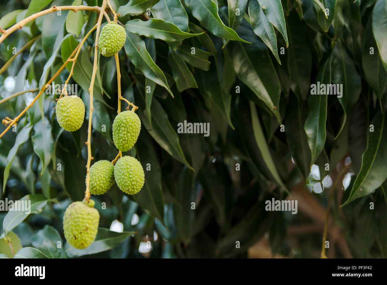 Unripe green lychee hanging from a lychee tree. Fresh green lychee ...