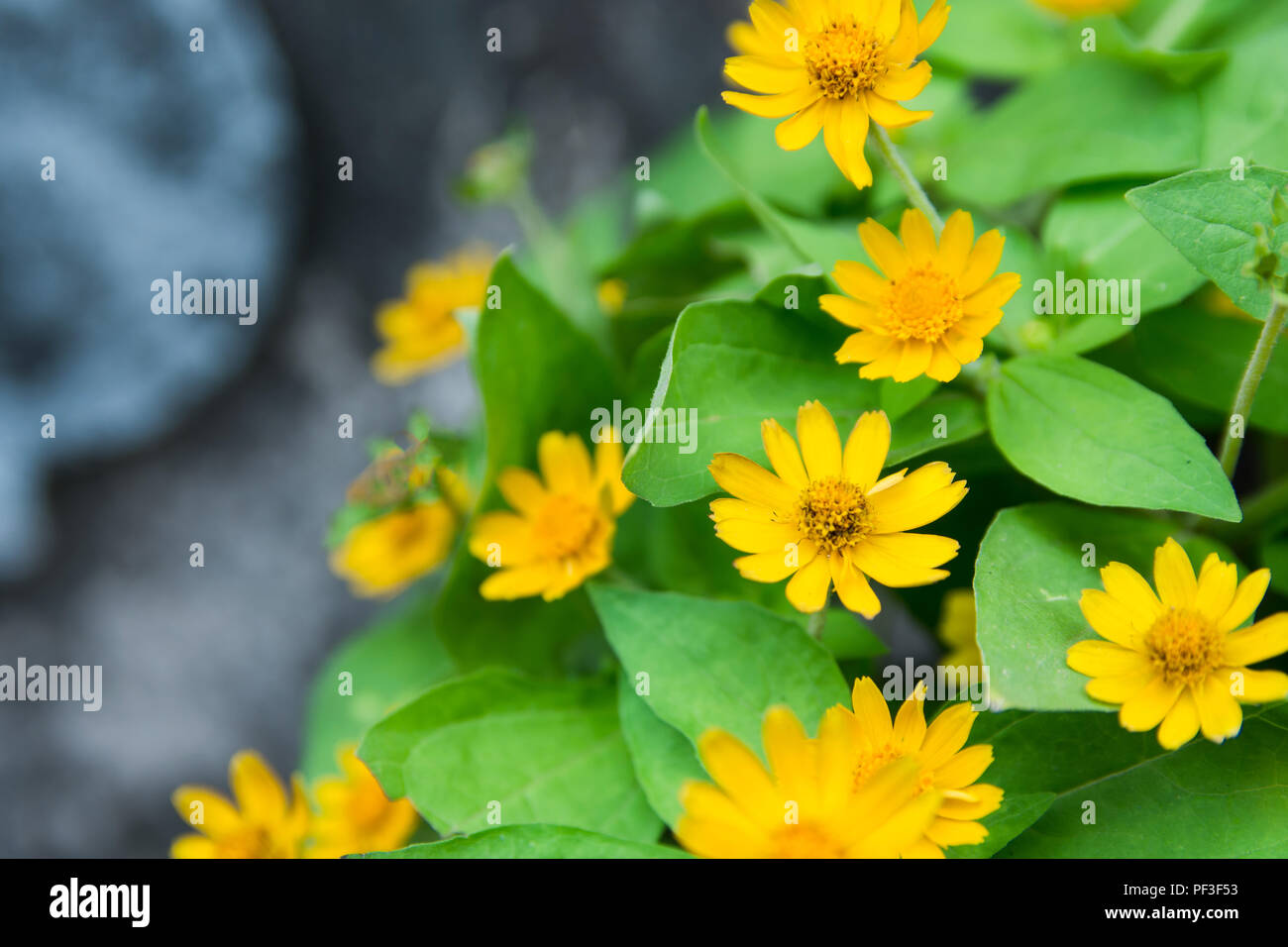 Little yellow star flower, Singapore dailsy, Melampodium Divaricatum ...
