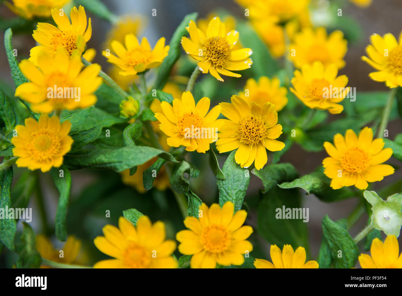 Little yellow star flower, Singapore dailsy, Melampodium Divaricatum ...