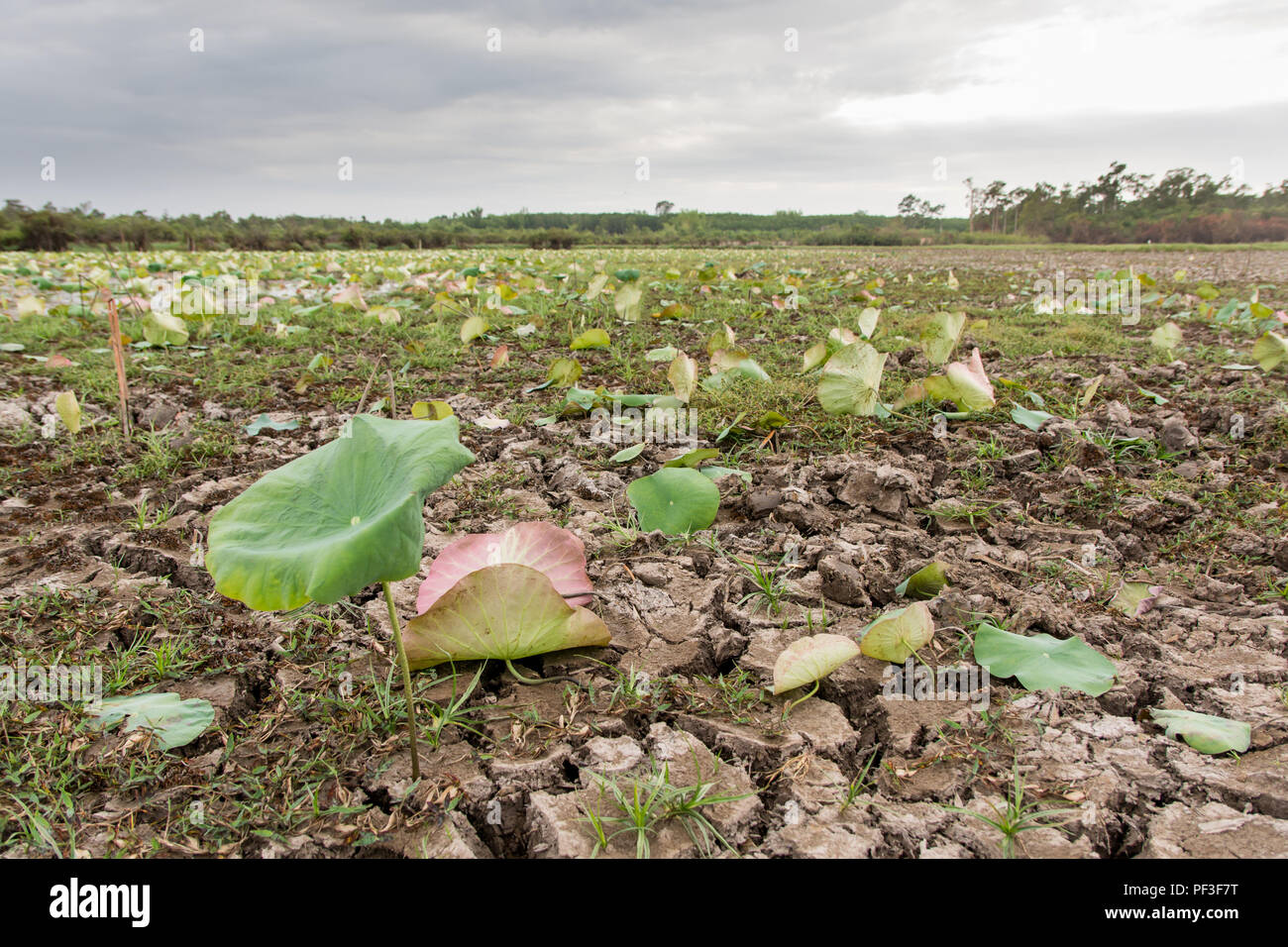 Lotus root field and the water in the lake dried up Stock Photo - Alamy