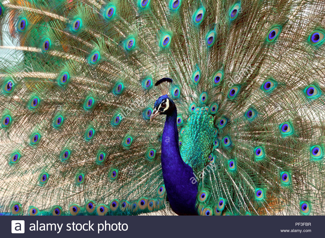 Mating Dance Bird High Resolution Stock Photography and Images - Alamy