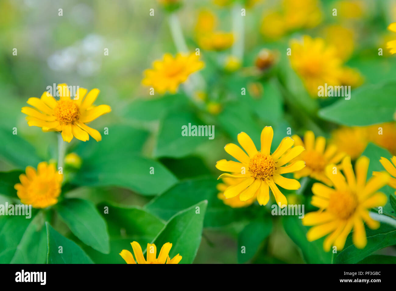 Little yellow star flower, Singapore dailsy, Melampodium Divaricatum ...