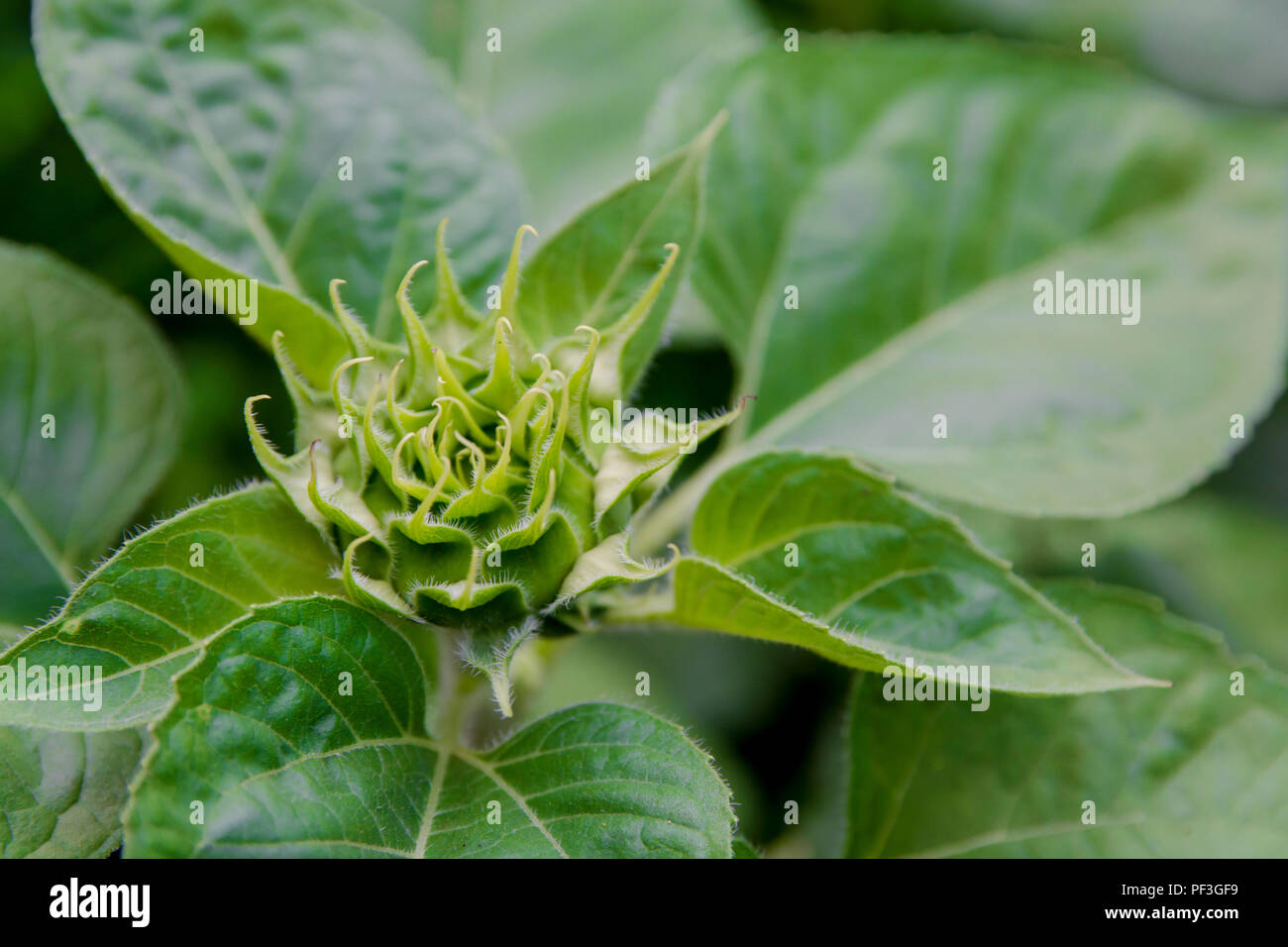 Green sunflower bud hi-res stock photography and images - Alamy