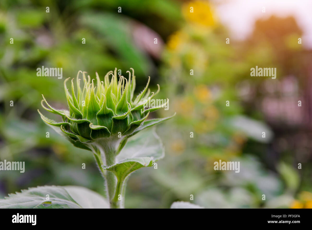 Green sunflower bud hi-res stock photography and images - Alamy