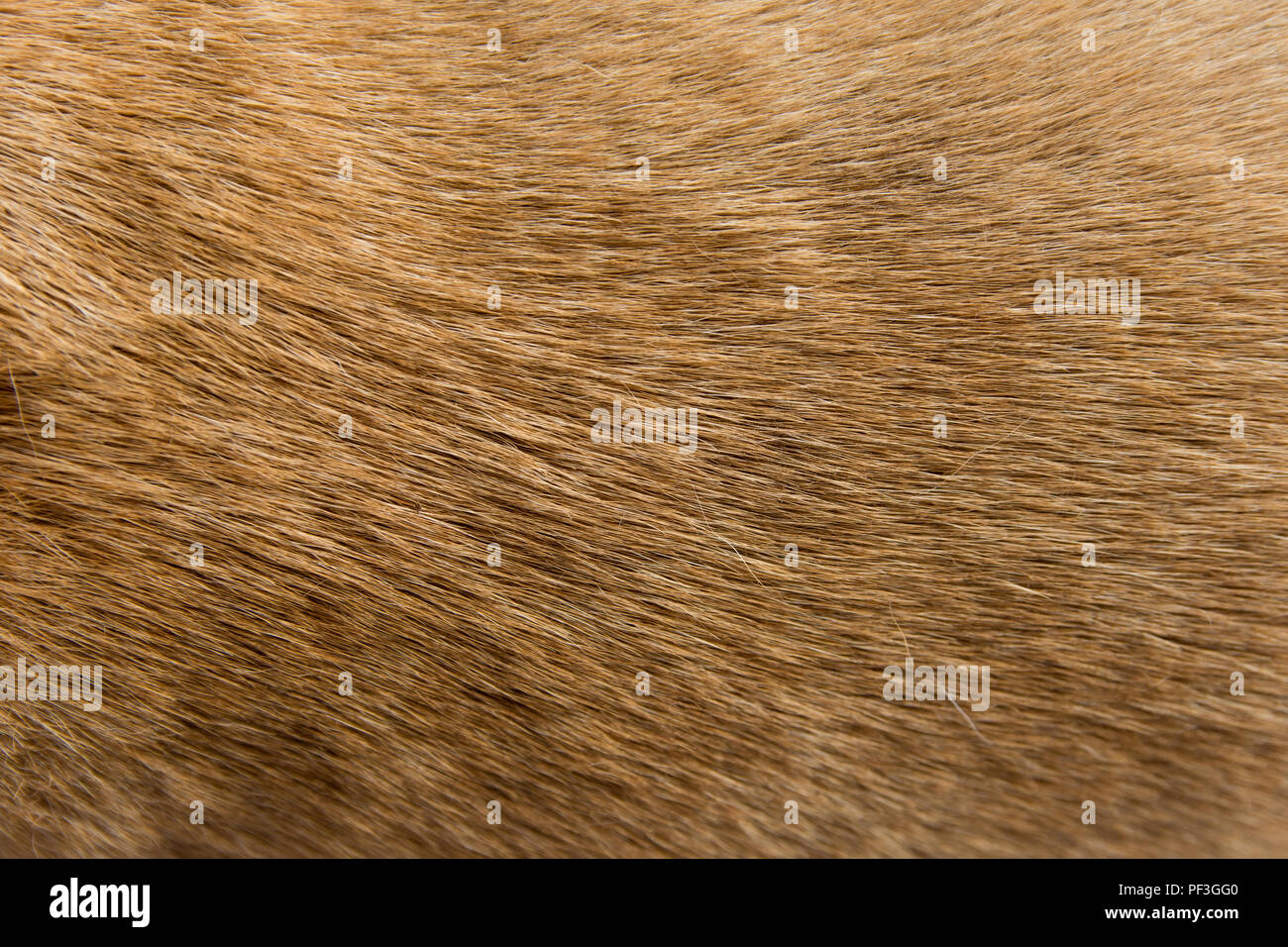 Backdrop beige hi-res stock photography and images - Alamy