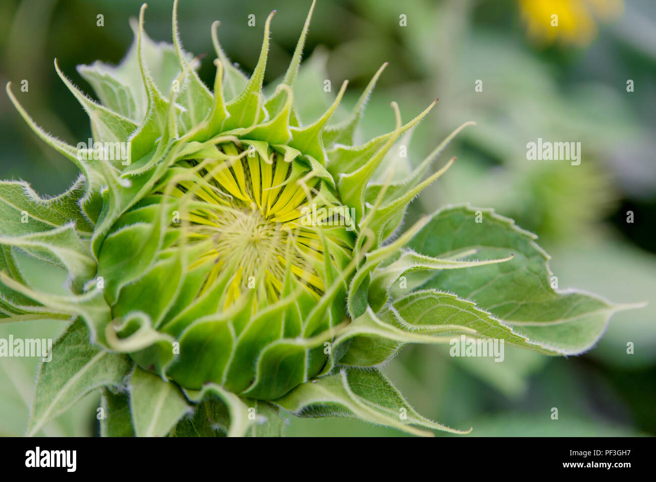 Close up young green sunflower bud Stock Photo - Alamy