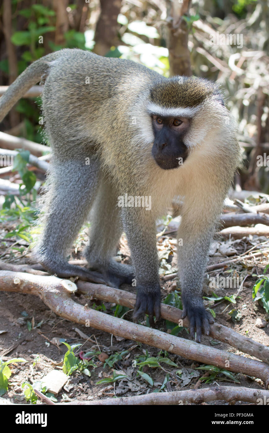 male Vervet Monkey standing among the trunks of a banana on a small ...