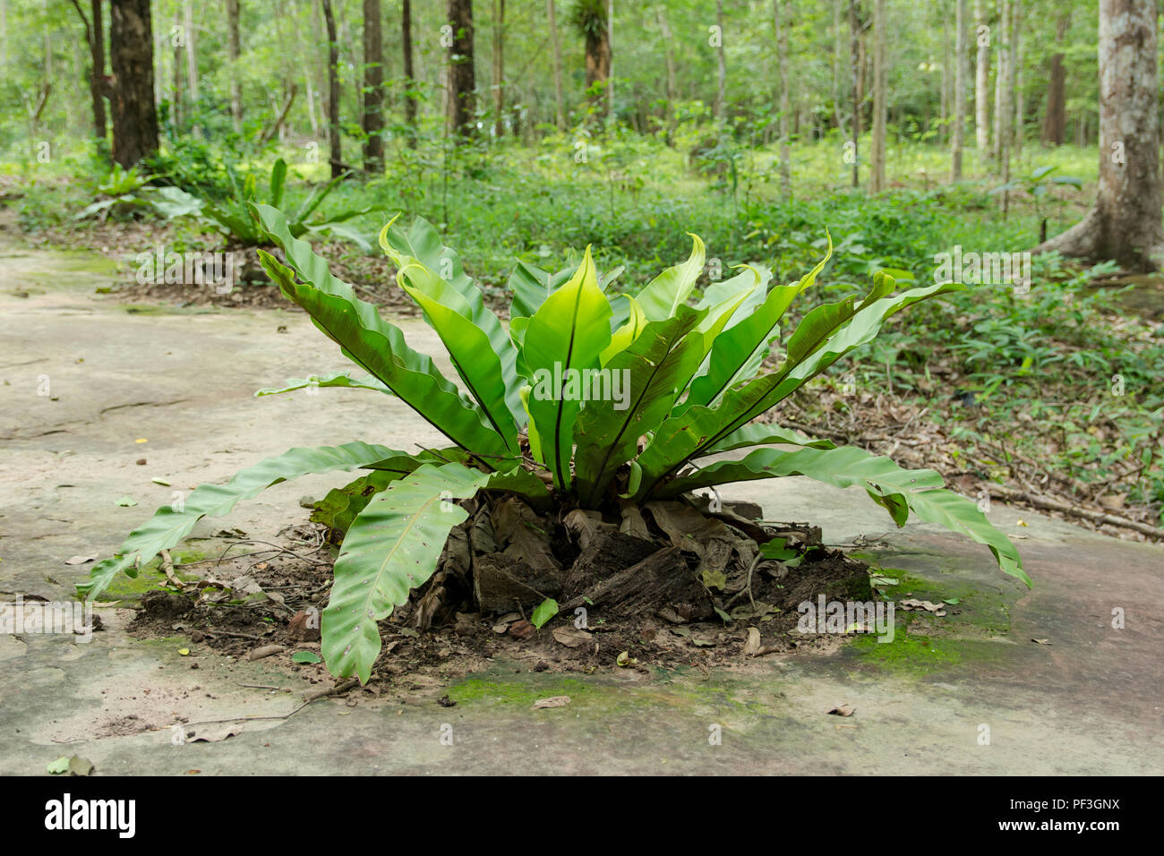 Bird’s nest fern, Asplenium nidus tree Stock Photo - Alamy