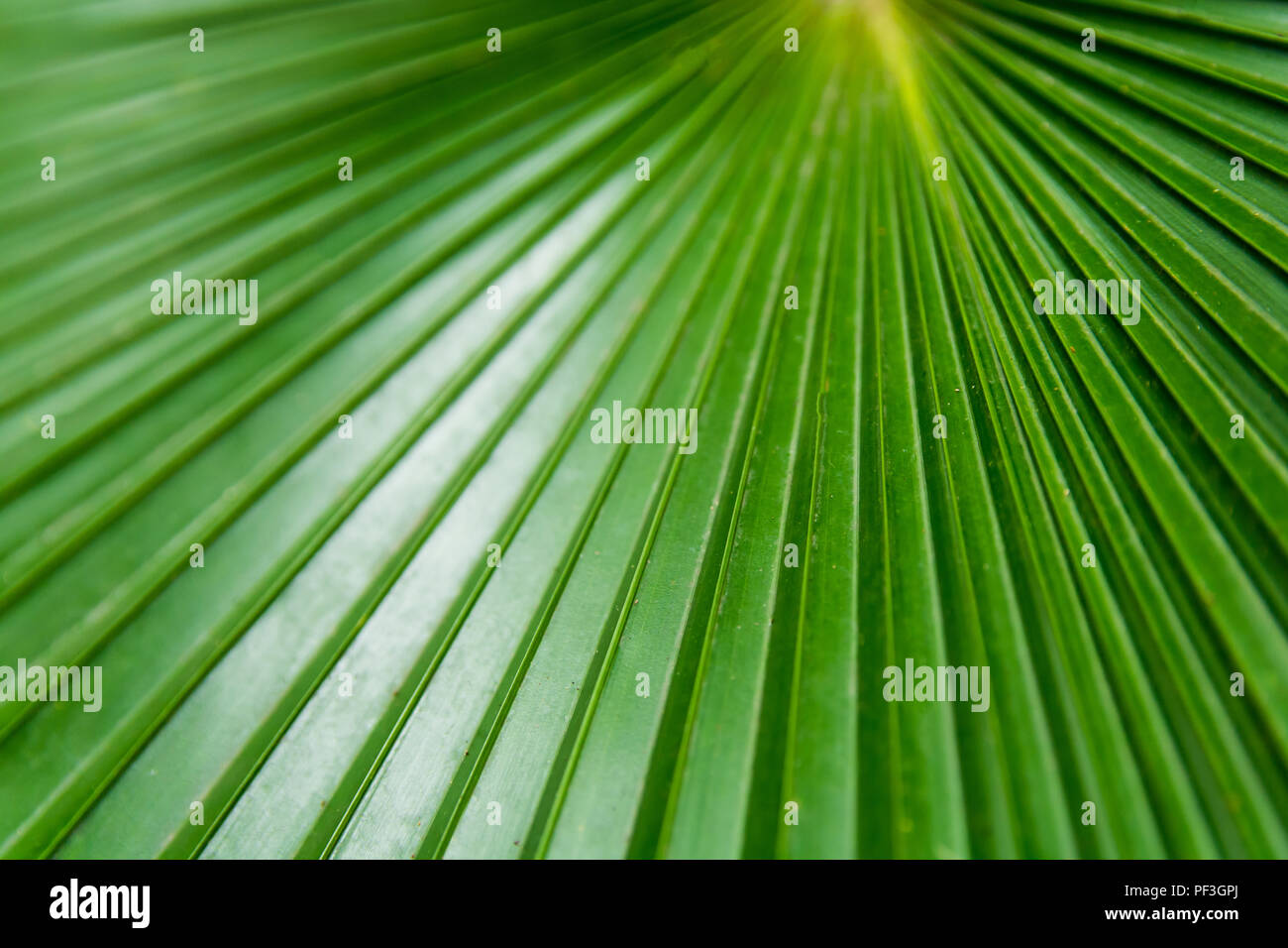 Elephant Palm Frond
