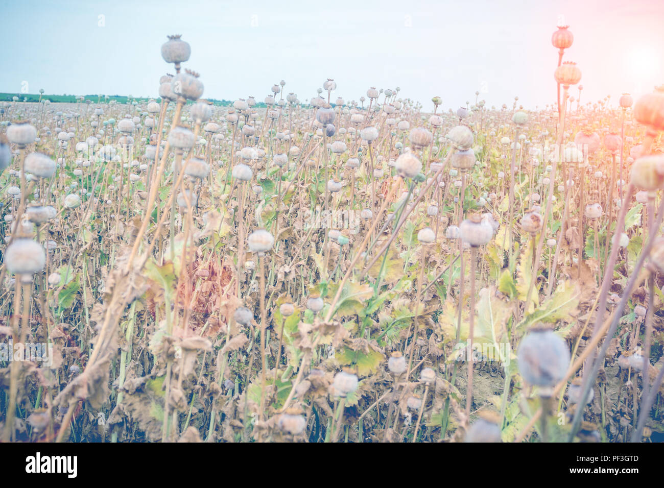 closeup of many poppy heads in poppy field ready for harvest Stock ...