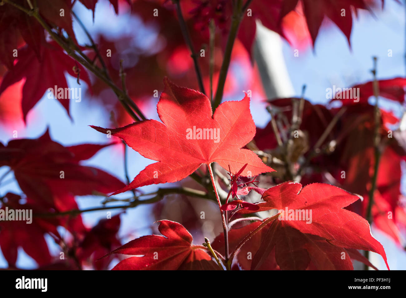 Japanese red maple leaves Stock Photo - Alamy