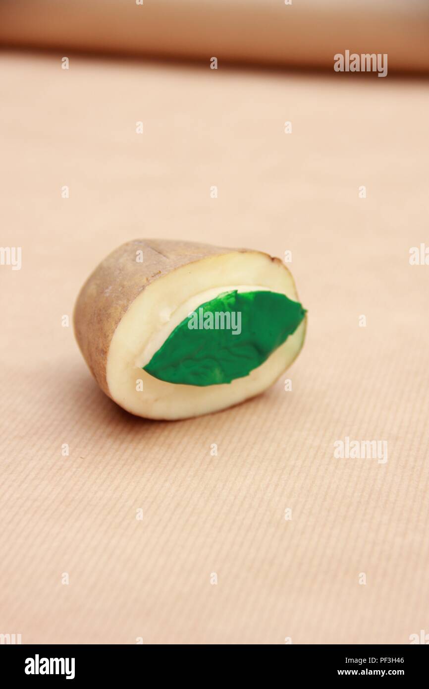 DIY potato cut out stamps craft Stock Photo - Alamy