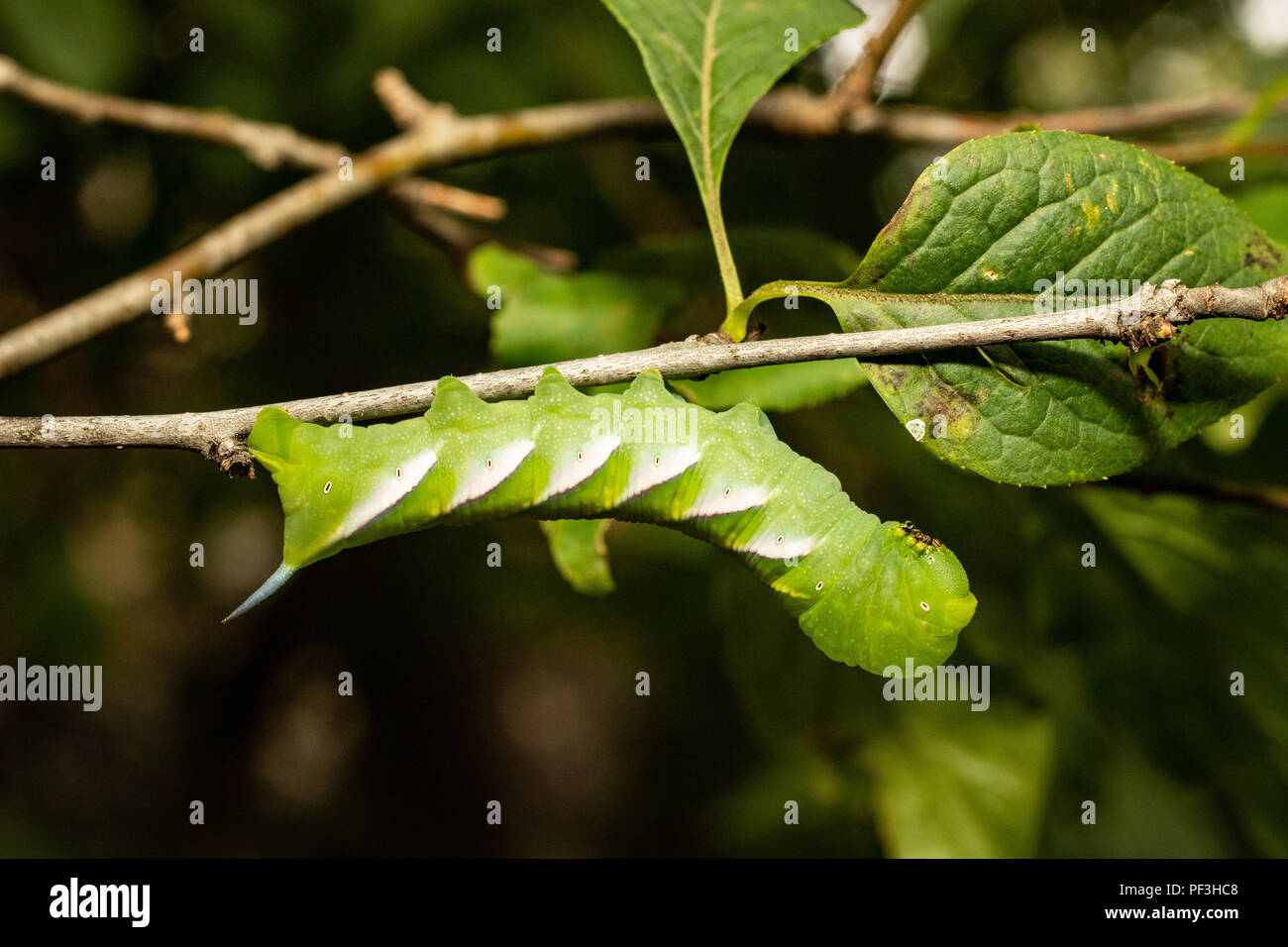Paw paw sphinx caterpillar hi-res stock photography and images - Alamy