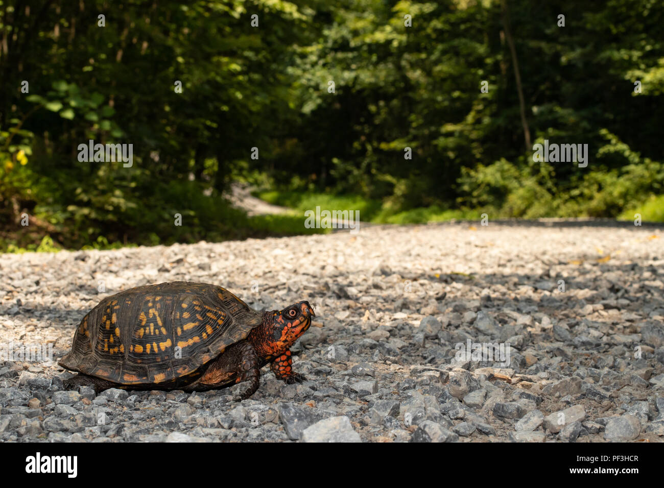 Eastern box turtle crossing a road - Terrapene carolina Stock Photo - Alamy