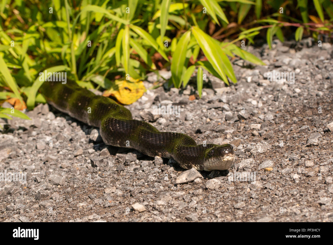 Rat snake habitat hi-res stock photography and images - Alamy