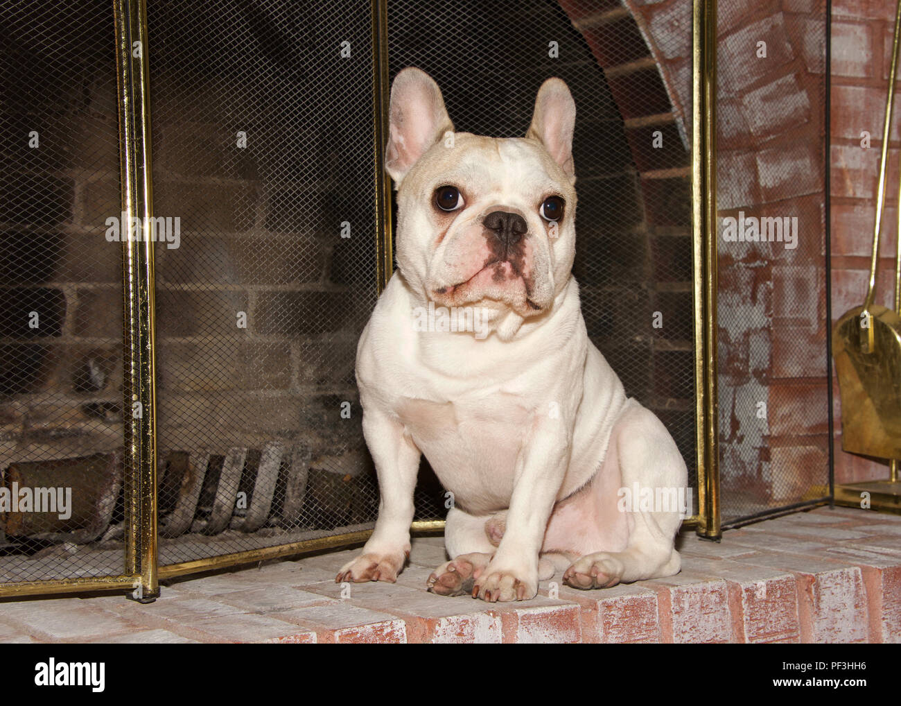 Small tan and white french bull dog, also known as frenchies, sitting ...