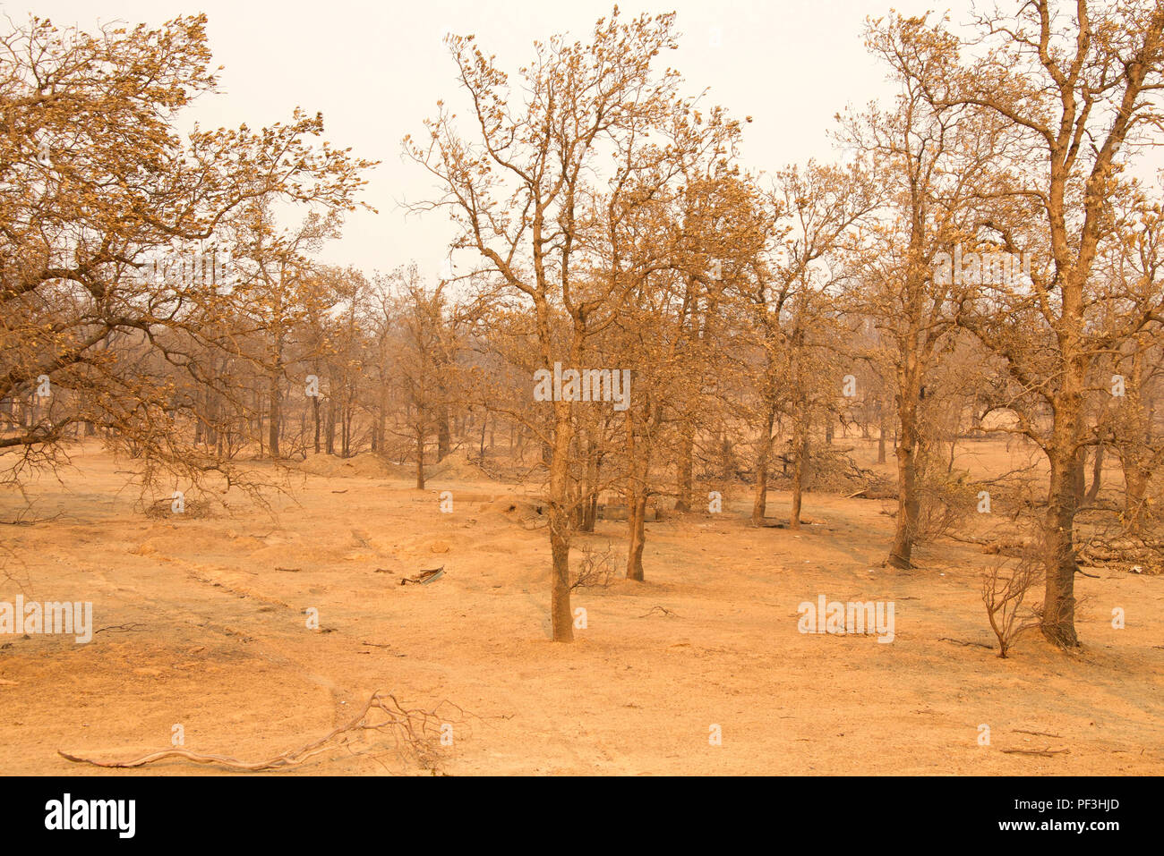 trees burned in the recent wildfire fire storm in Redding, California ...