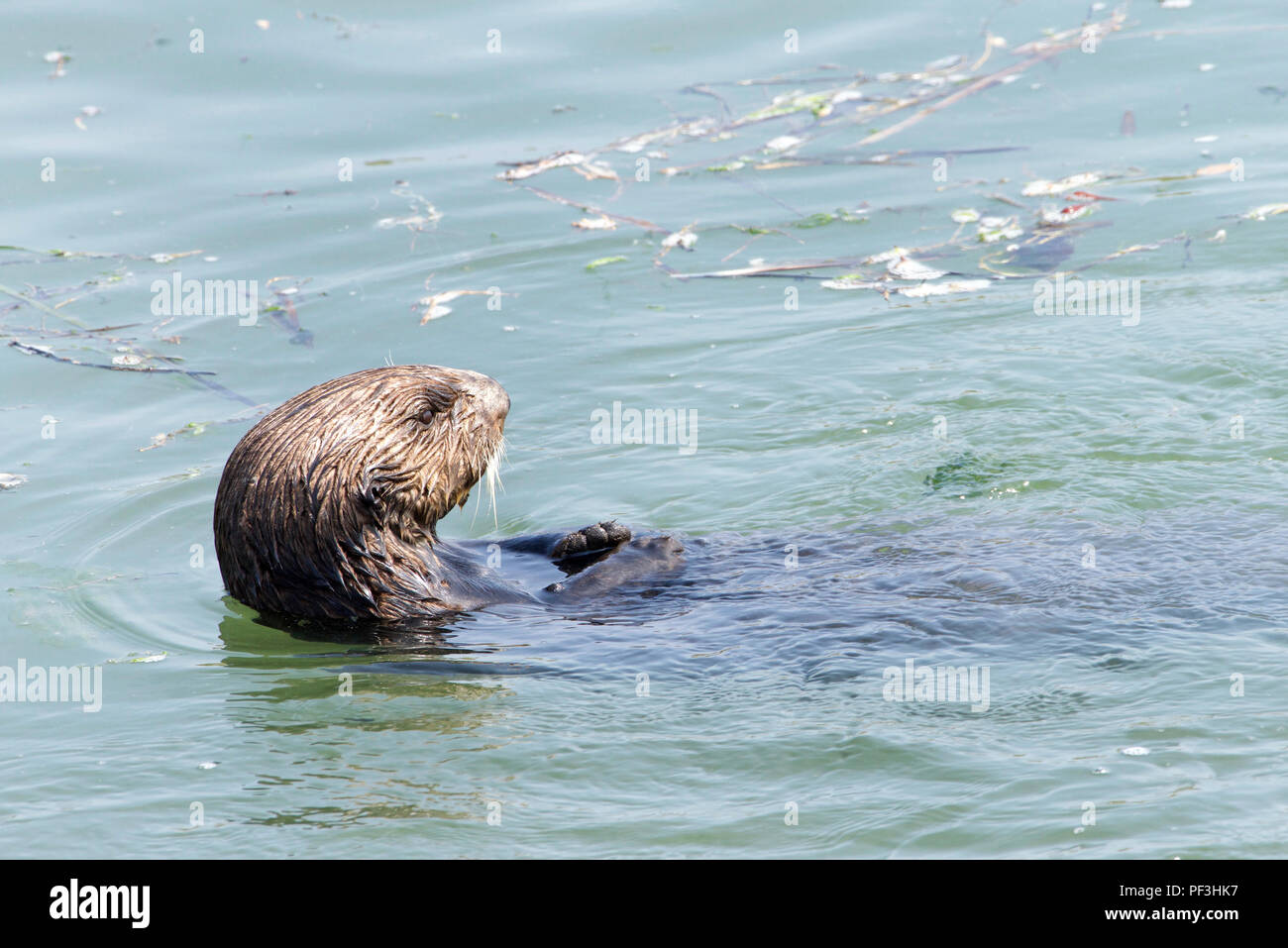 Adorable sea otter looking up curiously while swimming in water ...