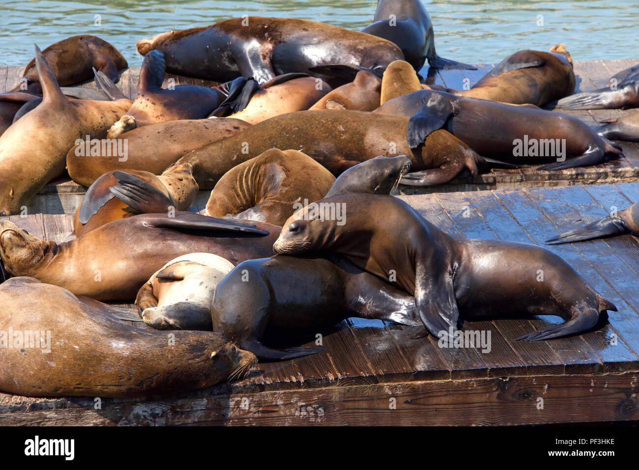 Reproduction of lions hi-res stock photography and images - Alamy
