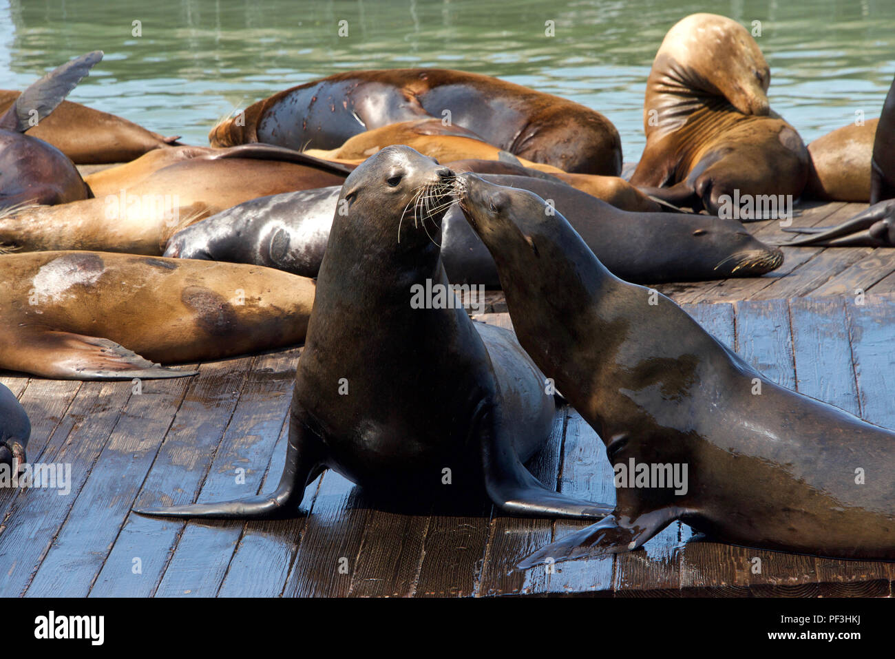 Reproduction of lions hi-res stock photography and images - Alamy