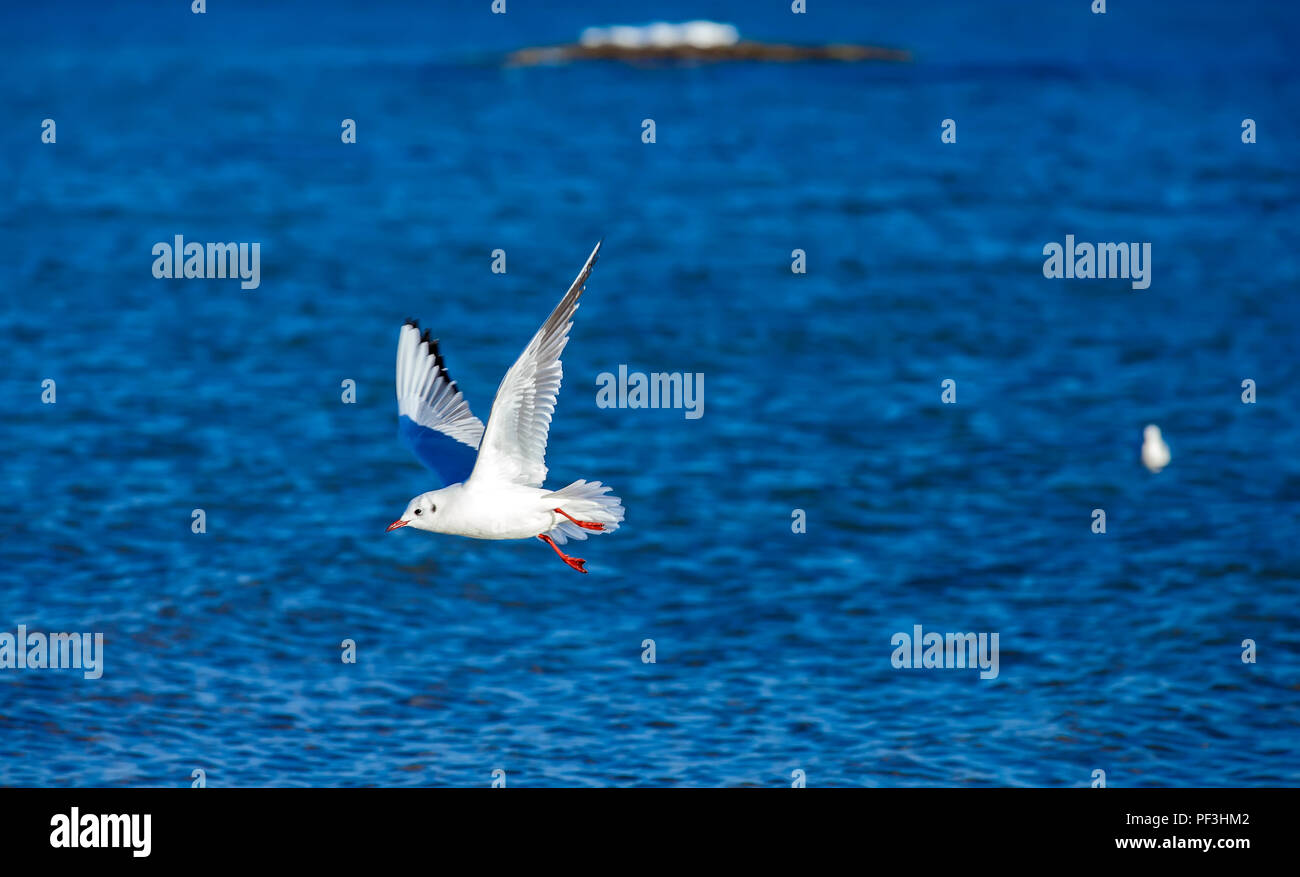 The beautiful seagulls are on the beach Stock Photo - Alamy
