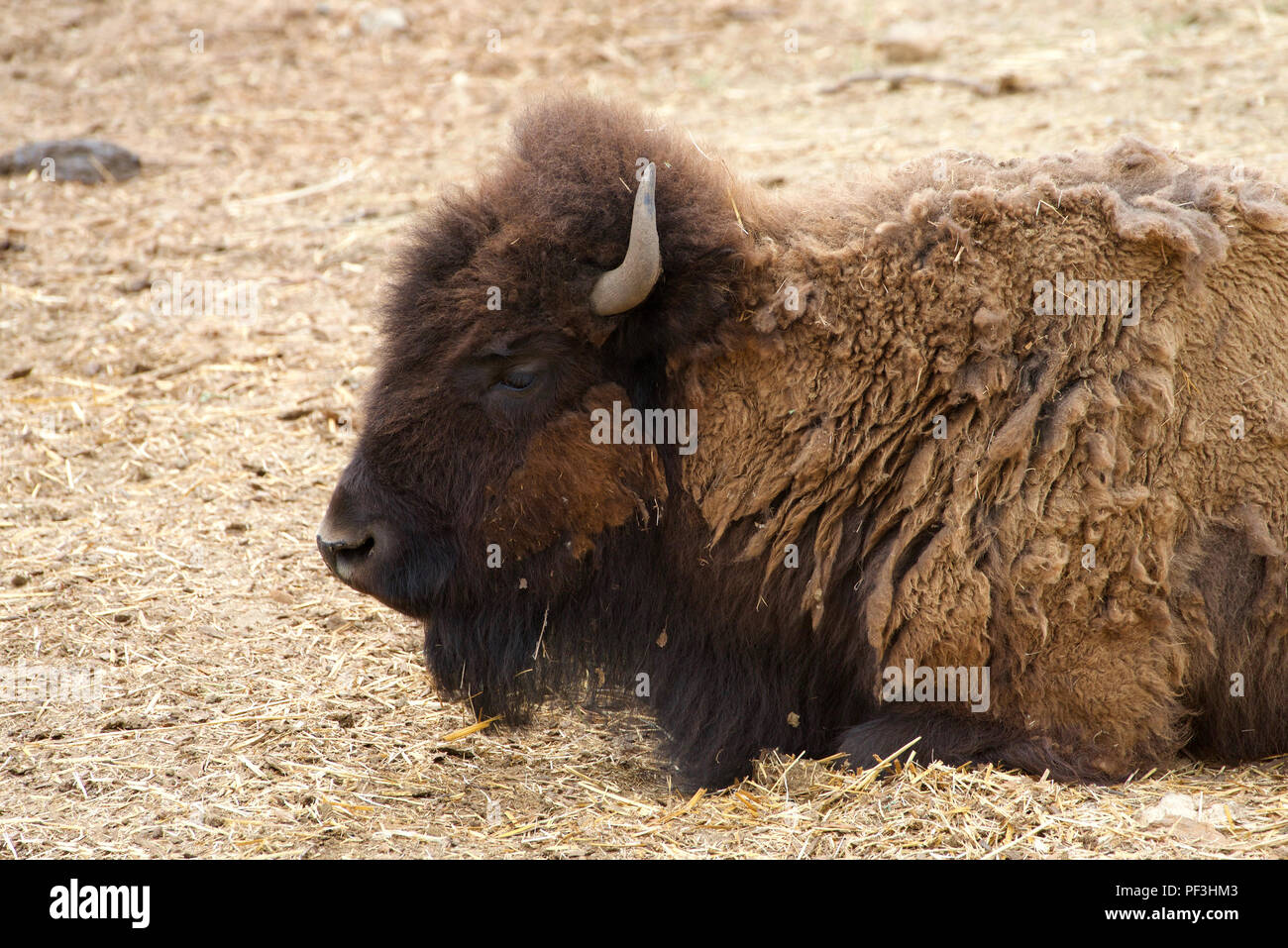 American bison laying in grass hay. The American bison, known as the ...
