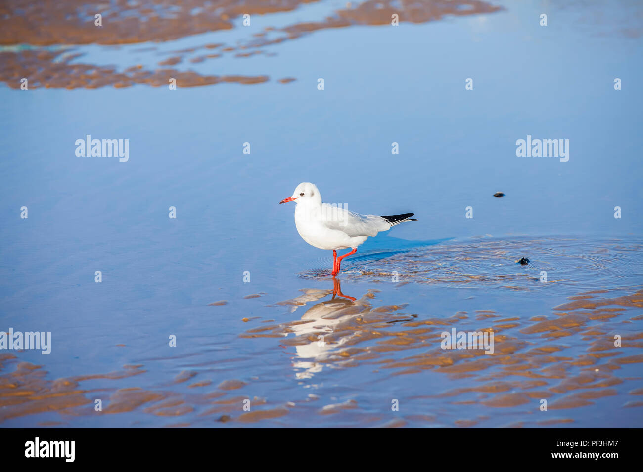 The beautiful seagulls are on the beach Stock Photo - Alamy