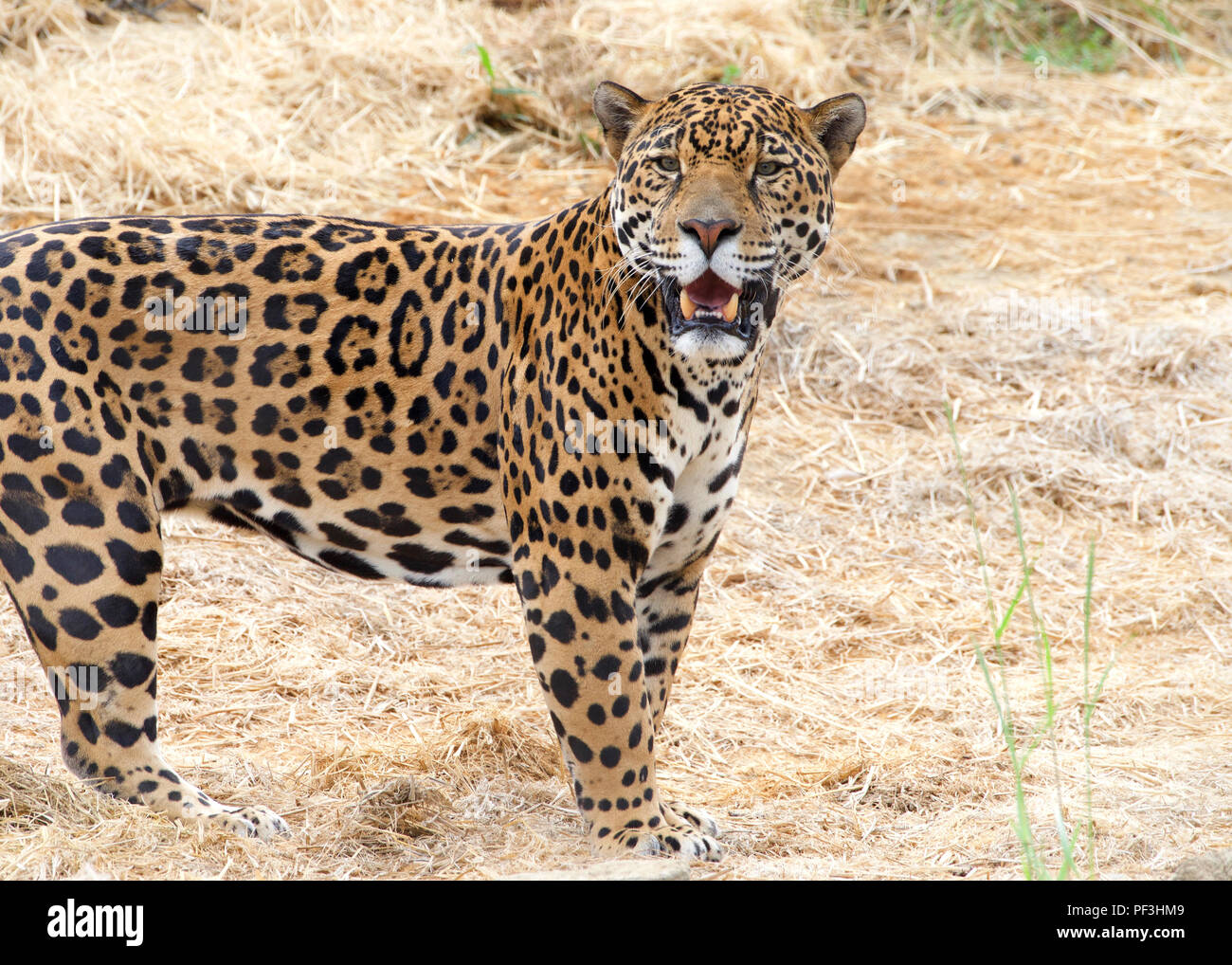 One adult male leopard standing in drought parched brown dry grass ...