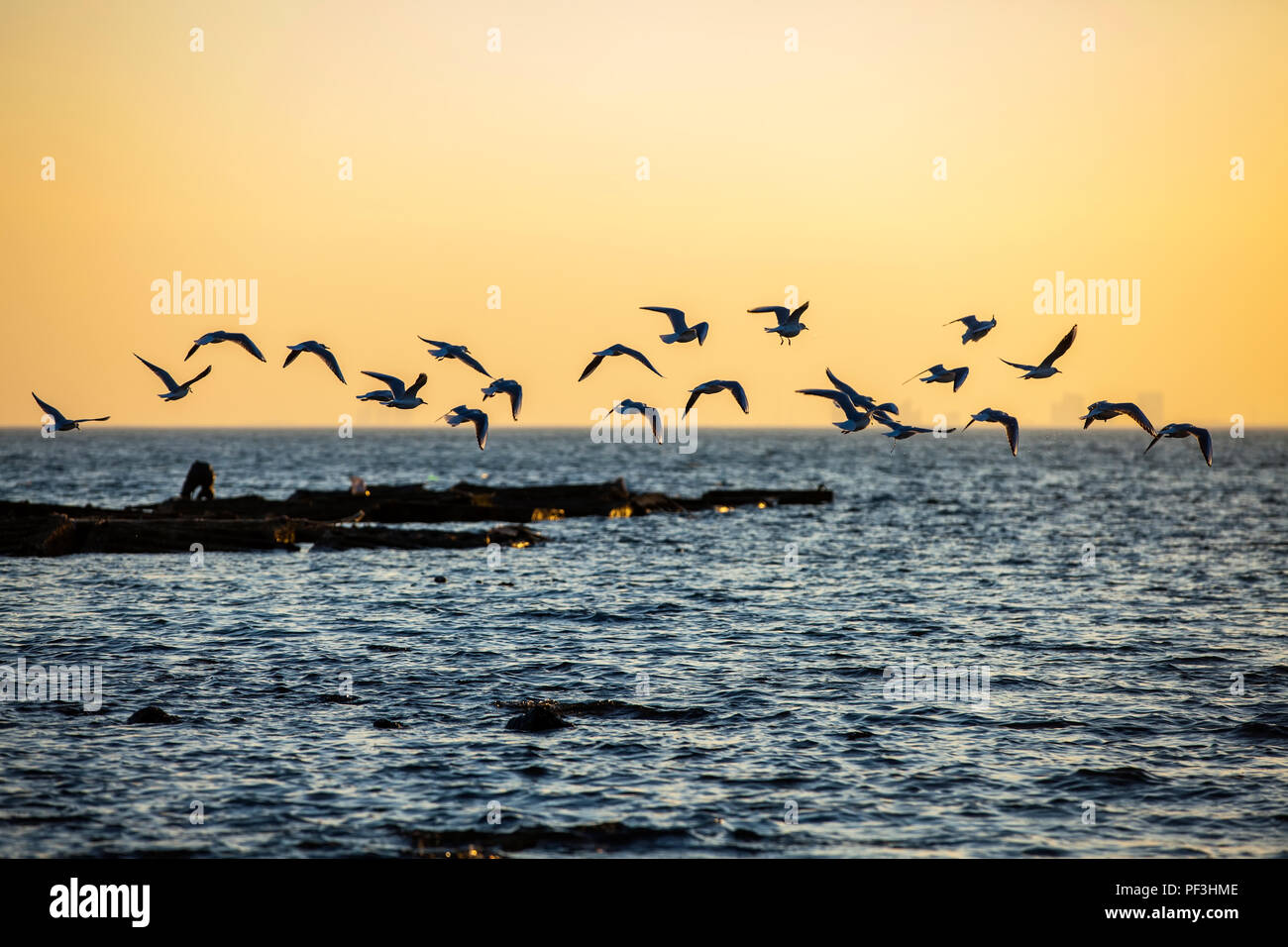 The beautiful seagulls are on the beach Stock Photo - Alamy