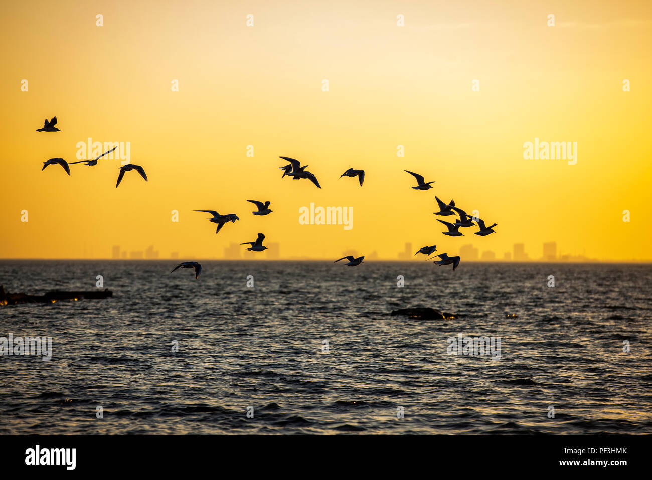 The beautiful seagulls are on the beach Stock Photo - Alamy