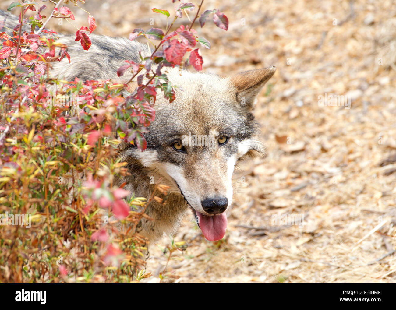 Wolf behind tree hi-res stock photography and images - Alamy