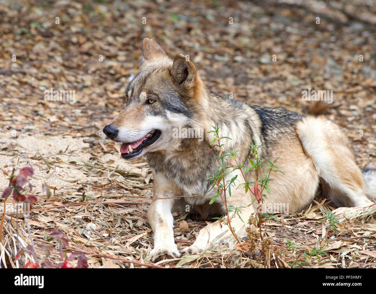 Young wolf laying in dry leaves looking to viewers left Stock Photo - Alamy