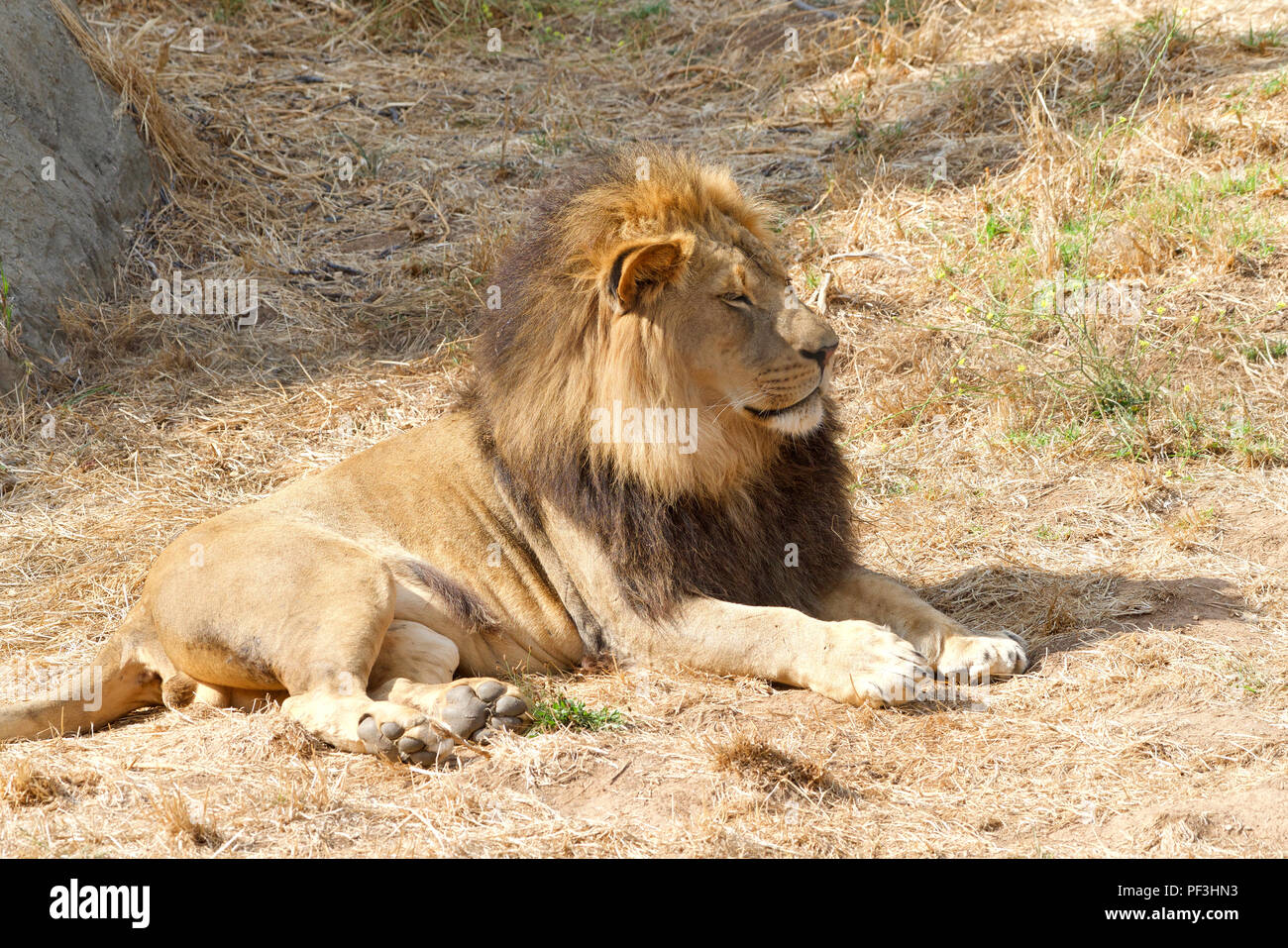 Young adult male lion laying on brown dry drought parched grass looking ...