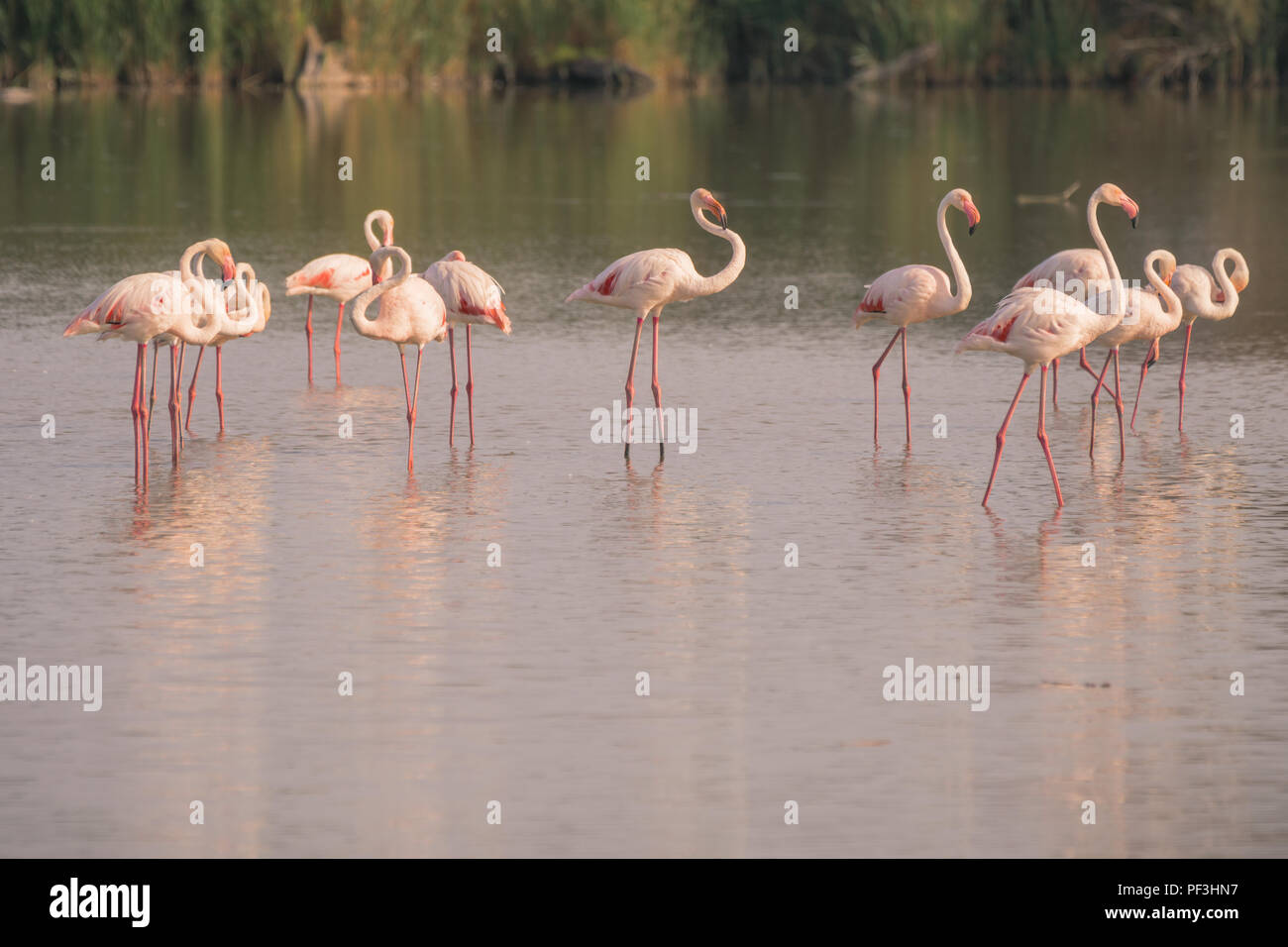 Wetland with flamingos hi-res stock photography and images - Alamy