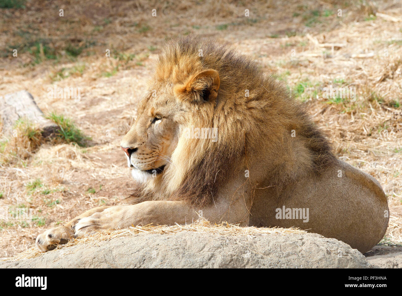 Lion laying in grass hi-res stock photography and images - Alamy