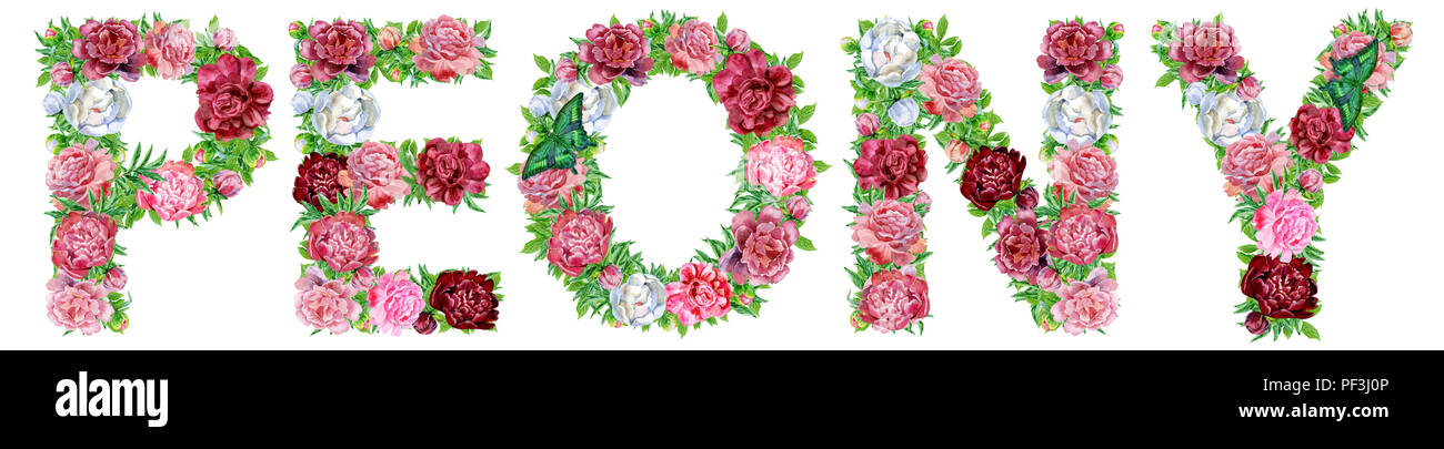 Word peony of watercolor flowers, isolated hand drawn on a white ...