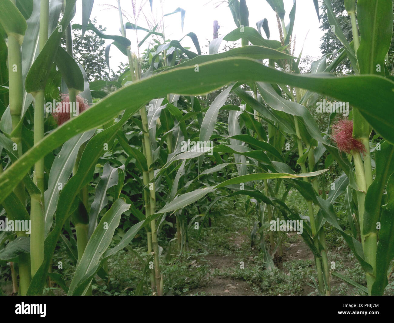 Green corn field. close up Corn field in the countryside, The larvae ...