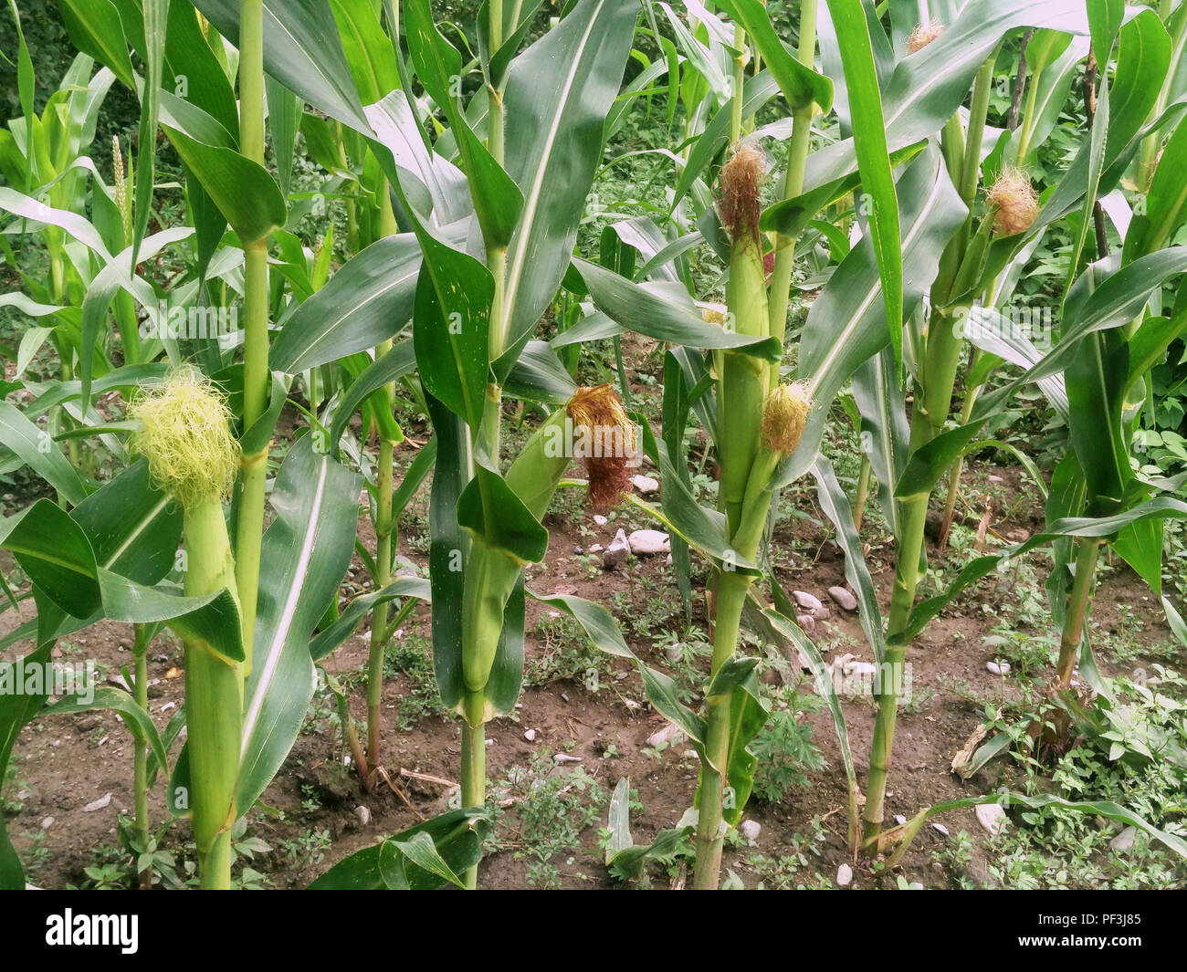 Green corn field. close up Corn field in the countryside, The larvae ...