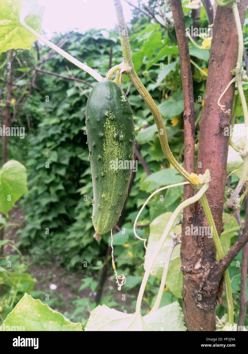 Green Spiky Fruits High Resolution Stock Photography and Images - Alamy